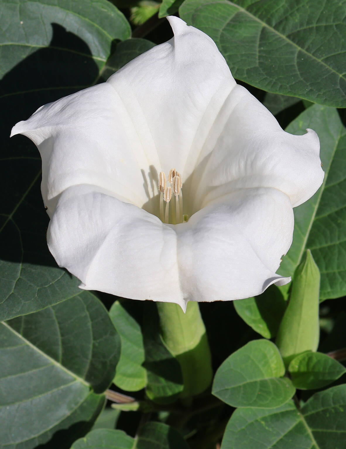 Datura: How to Grow Devil's Trumpet Flower, a White Bloom with a Sweet ...