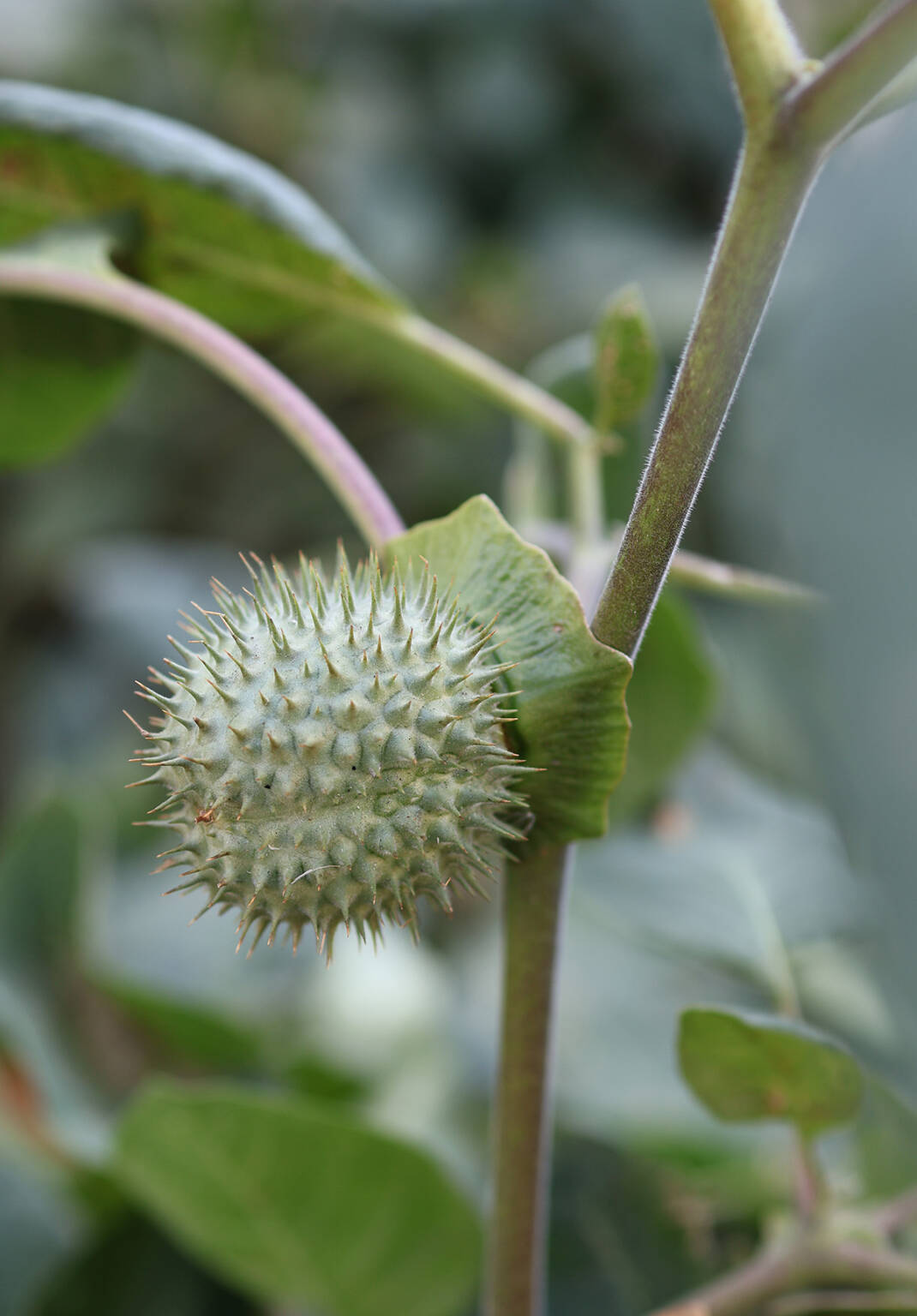 Datura: How to Grow Devil's Trumpet Flower, a White Bloom with a Sweet ...