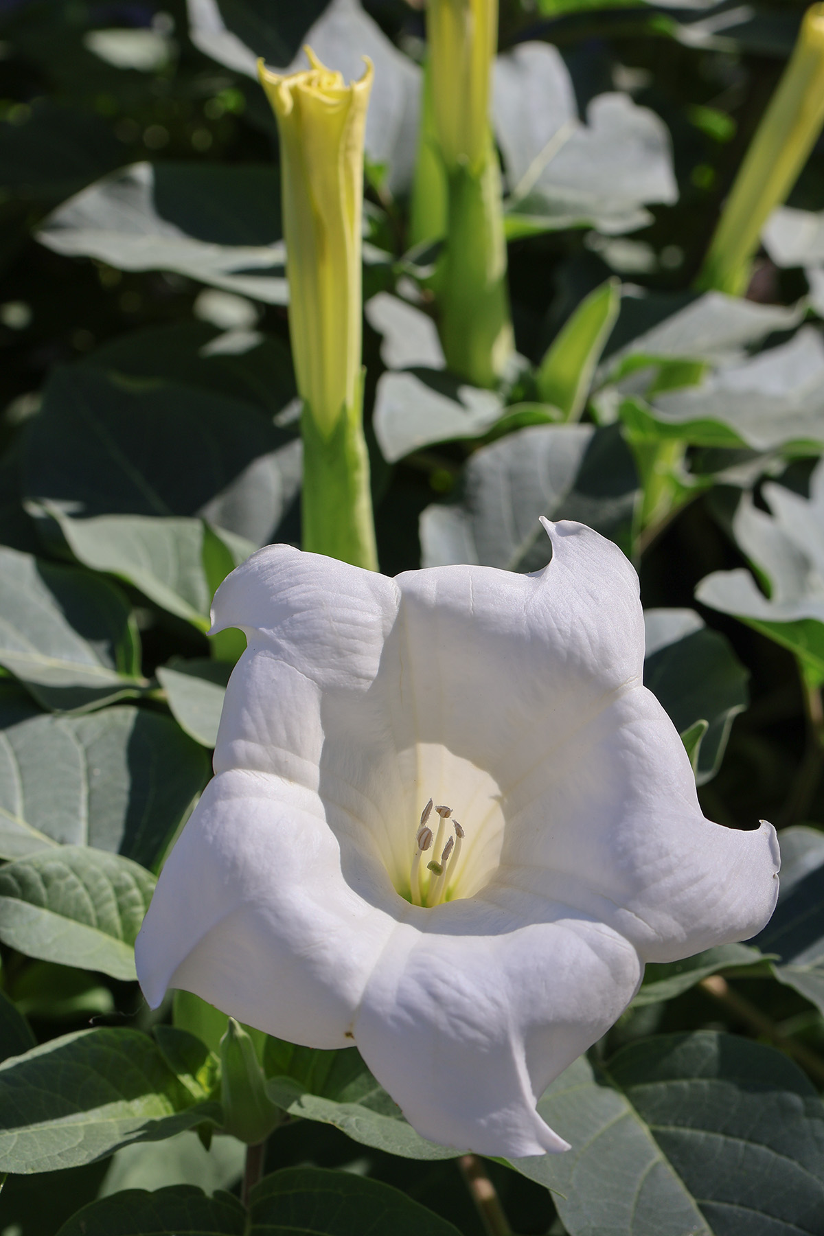 Datura: How to Grow Devil's Trumpet Flower, a White Bloom with a Sweet ...