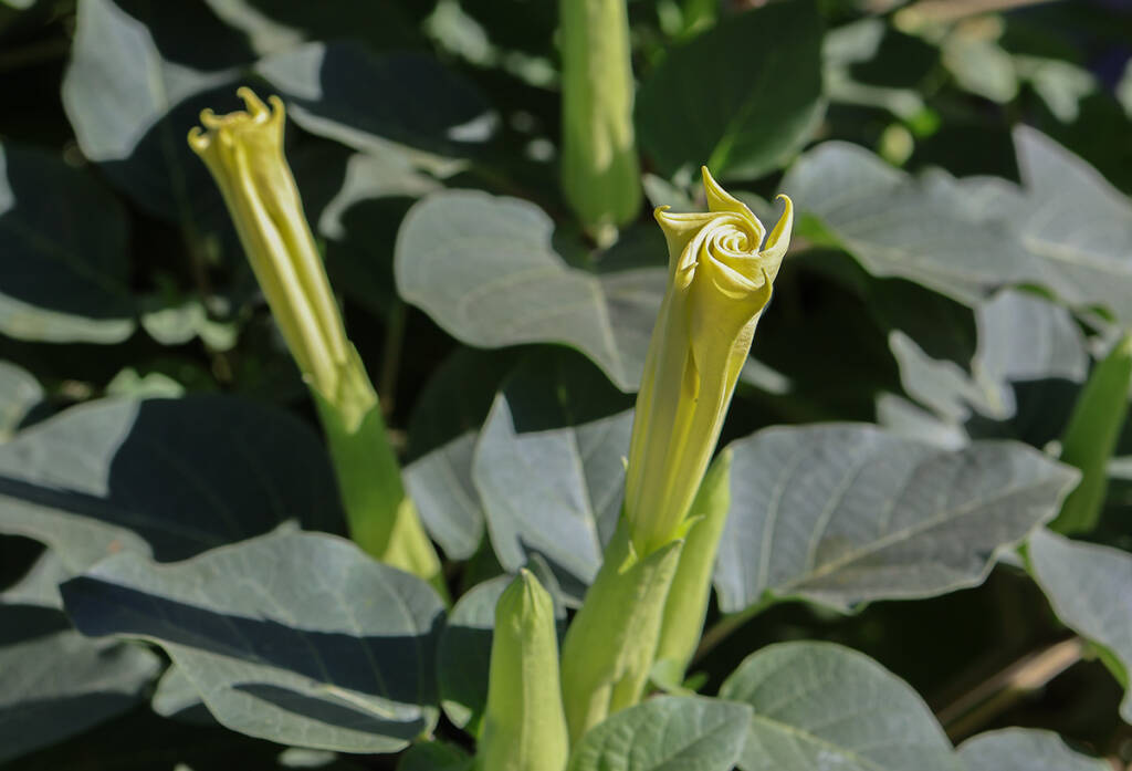 Datura: How to Grow Devil's Trumpet Flower, a White Bloom with a Sweet ...