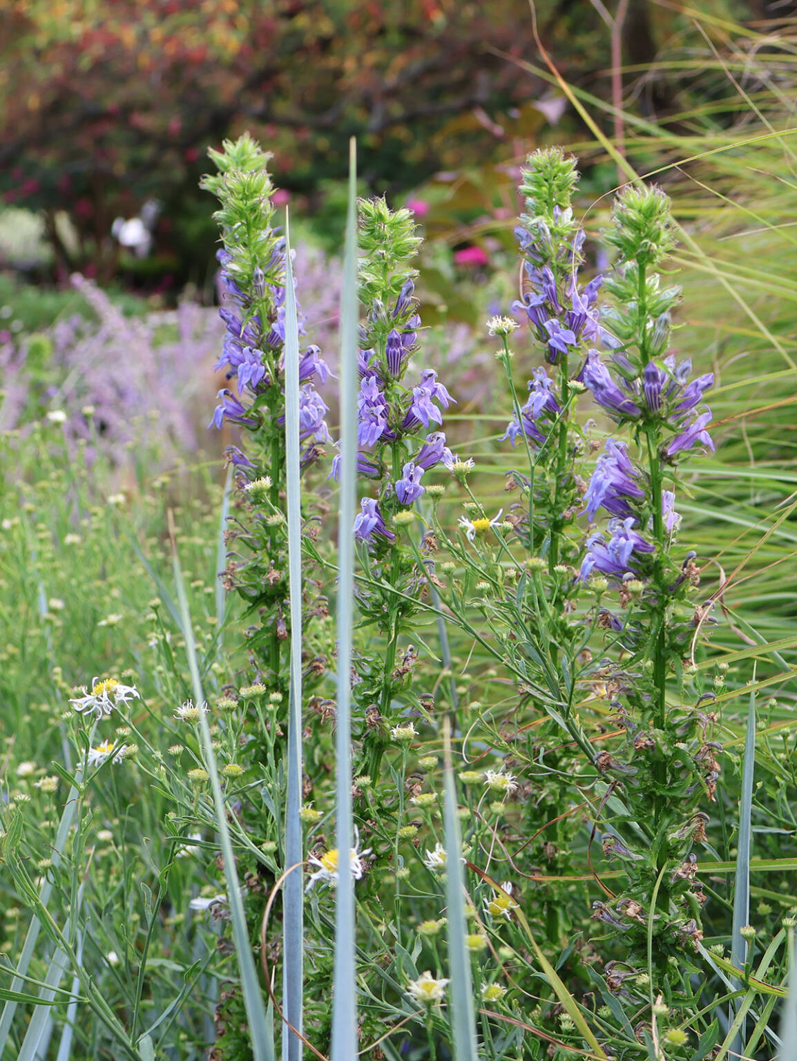 Blue Cardinal Flower: How to Grow Lobelia, a Native Perennial