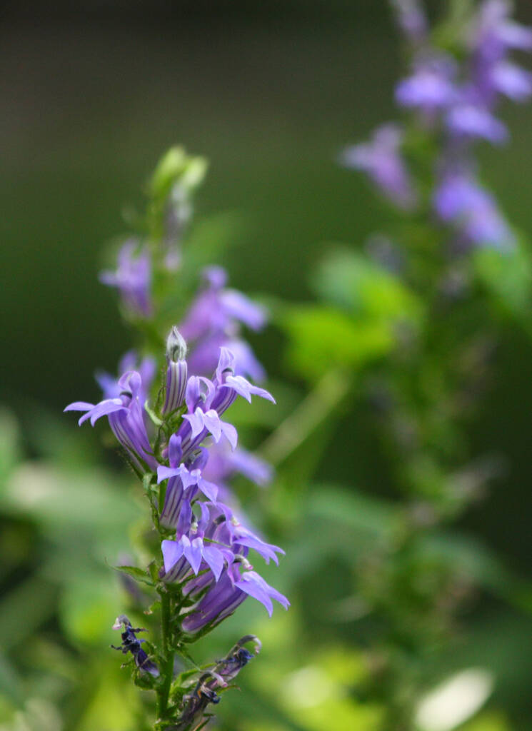 Blue Cardinal Flower: How to Grow Lobelia, a Native Perennial