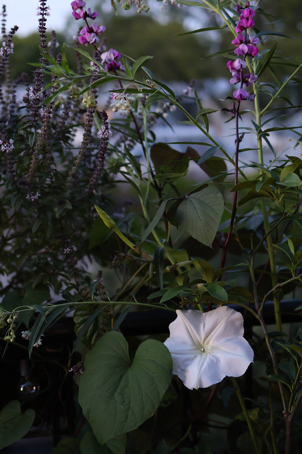 Moonflower Vine: How to Grow Ipomea Alba, a Night-Blooming Flower