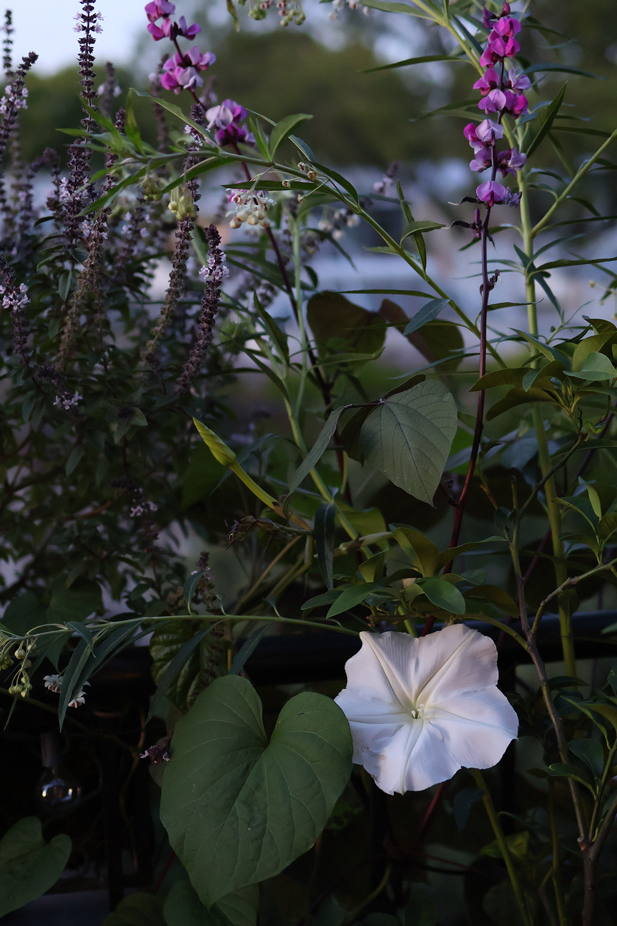 Moonflower Vine: How to Grow Ipomea Alba, a Night-Blooming Flower