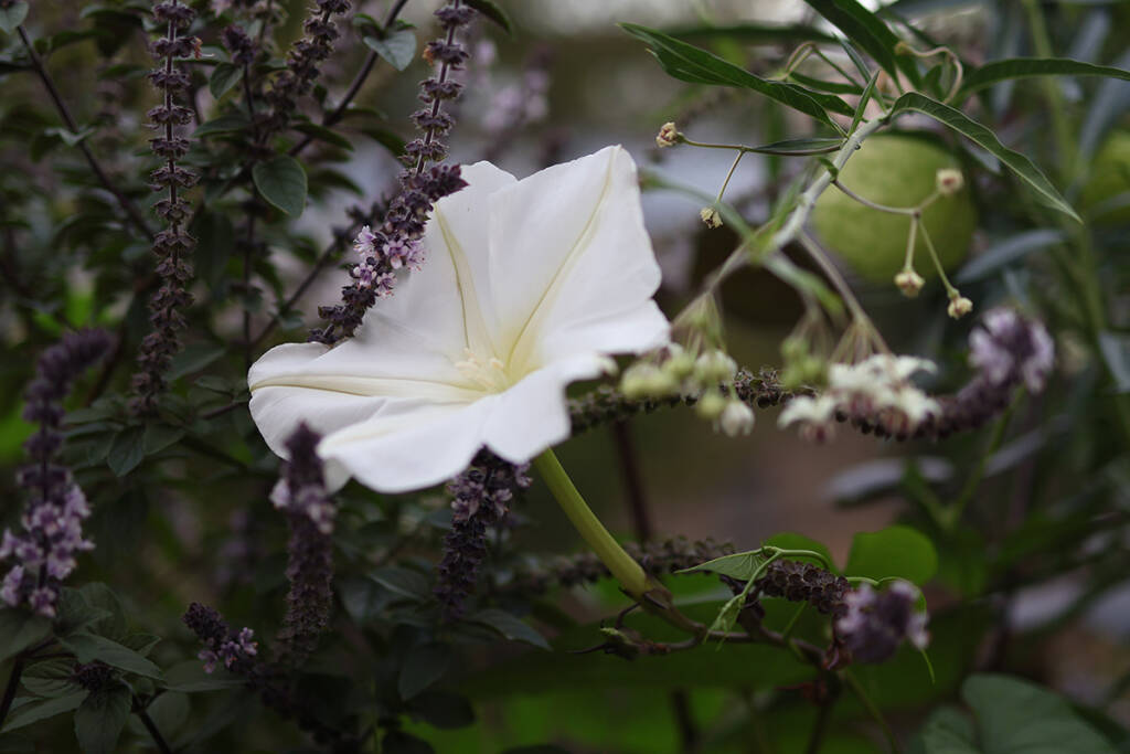 Moonflower Vine: How to Grow Ipomea Alba, a Night-Blooming Flower