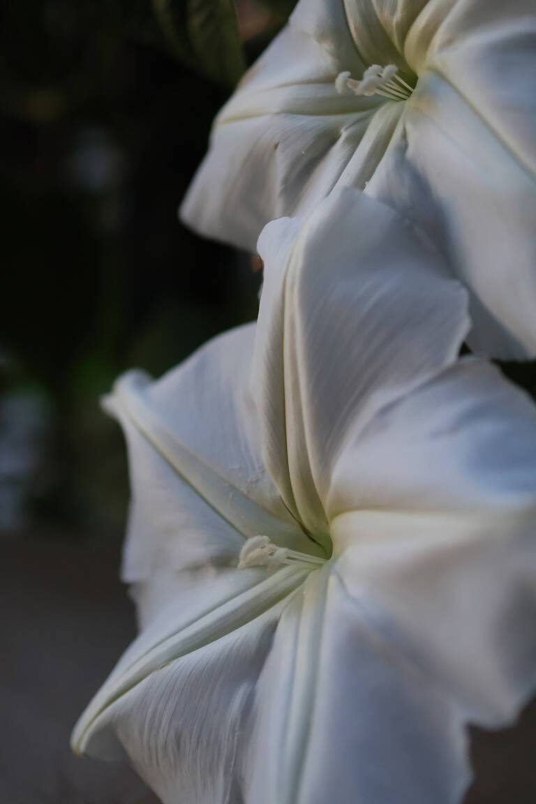 Moonflower Vine: How to Grow Ipomea Alba, a Night-Blooming Flower
