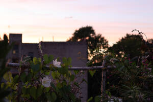 Moonflower Vine: How to Grow Ipomea Alba, a Night-Blooming Flower