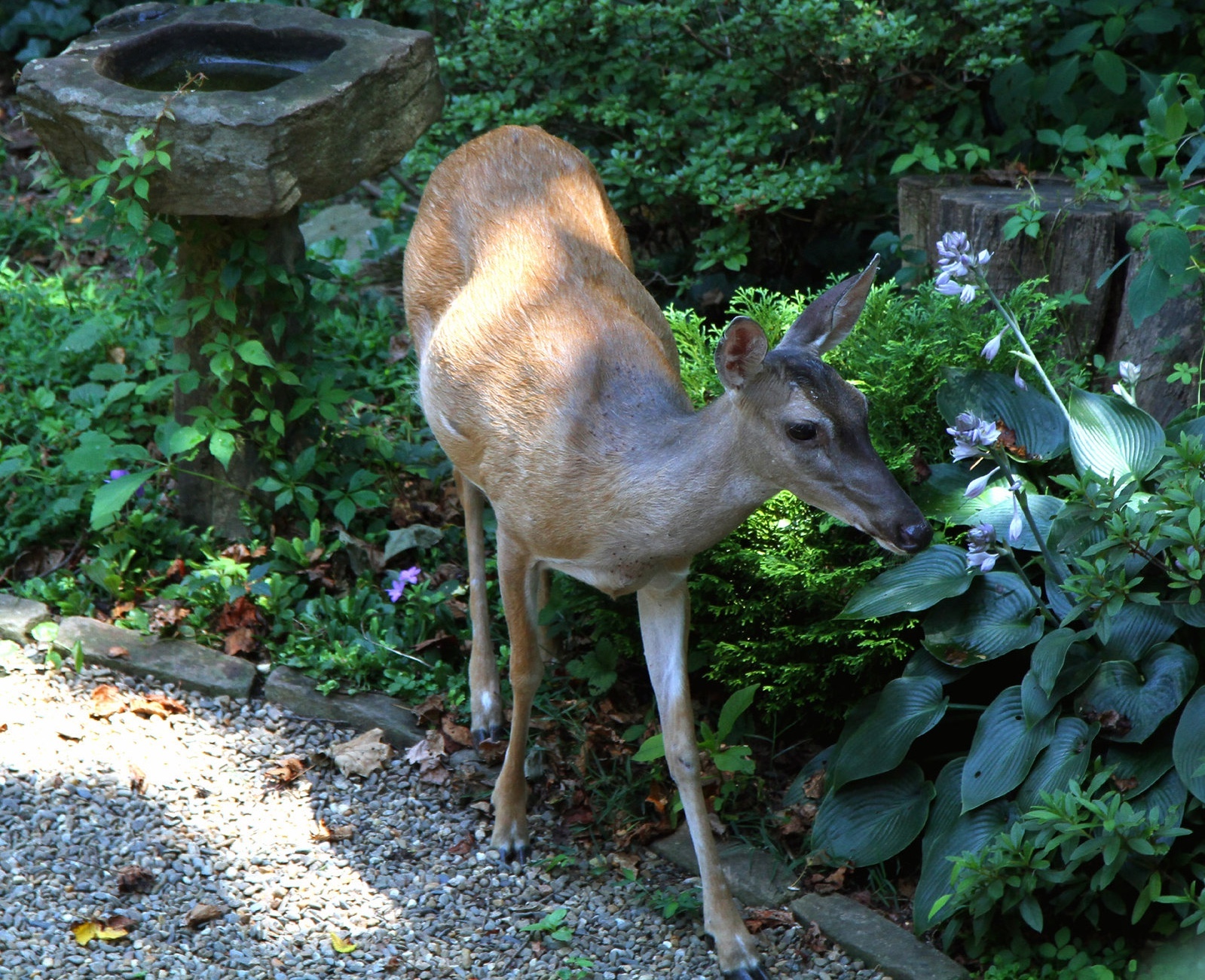 How to Deer-proof Your Garden: Tips to Deter Deter from Eating Your Plants