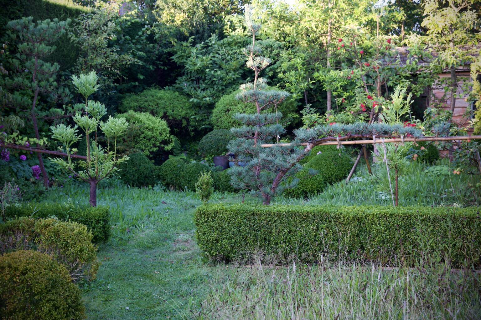 Jake Hobson's Garden: A Tour of the Niwaki Founder's Mini-Forest Backyard