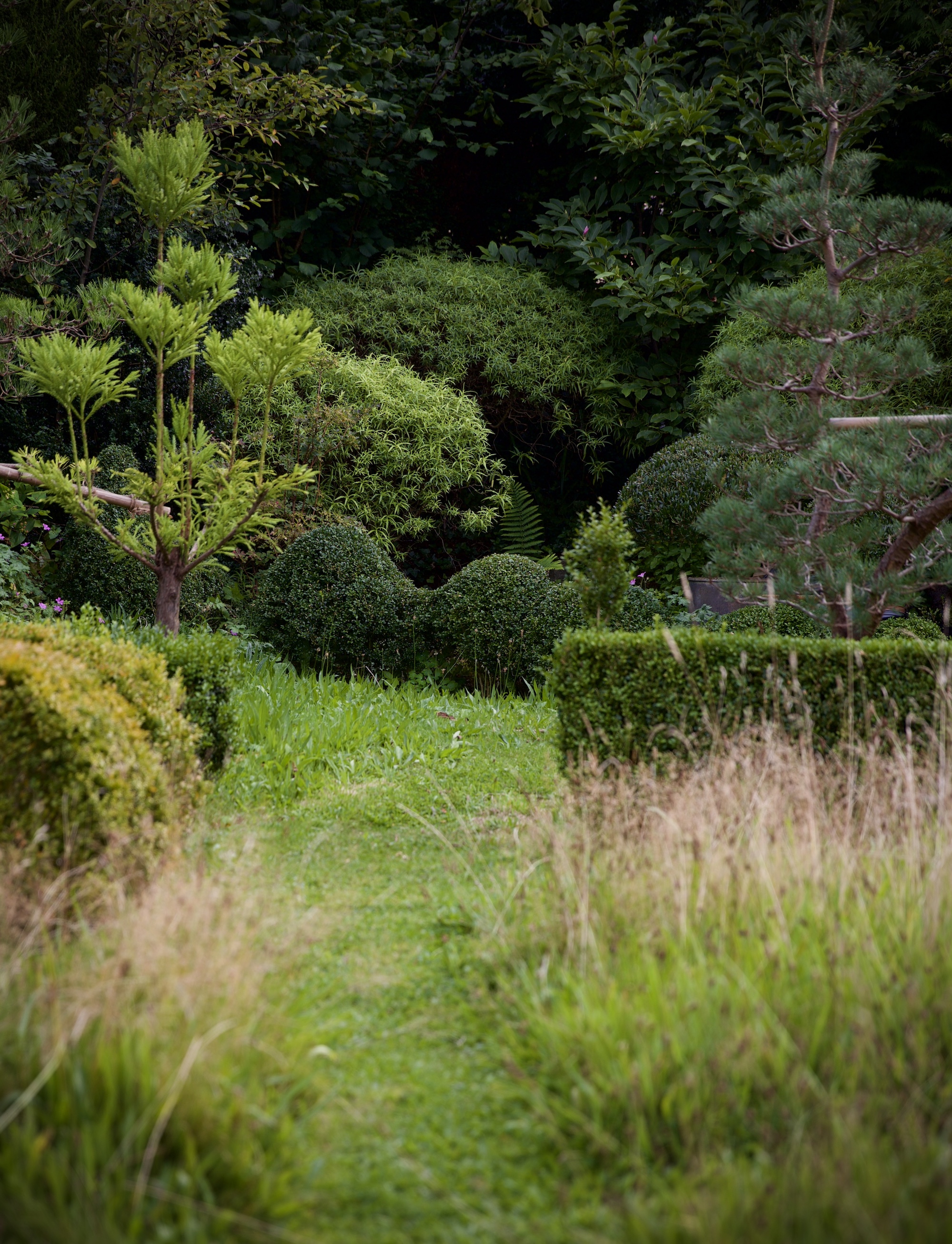 Jake Hobson's Garden: A Tour of the Niwaki Founder's Mini-Forest Backyard