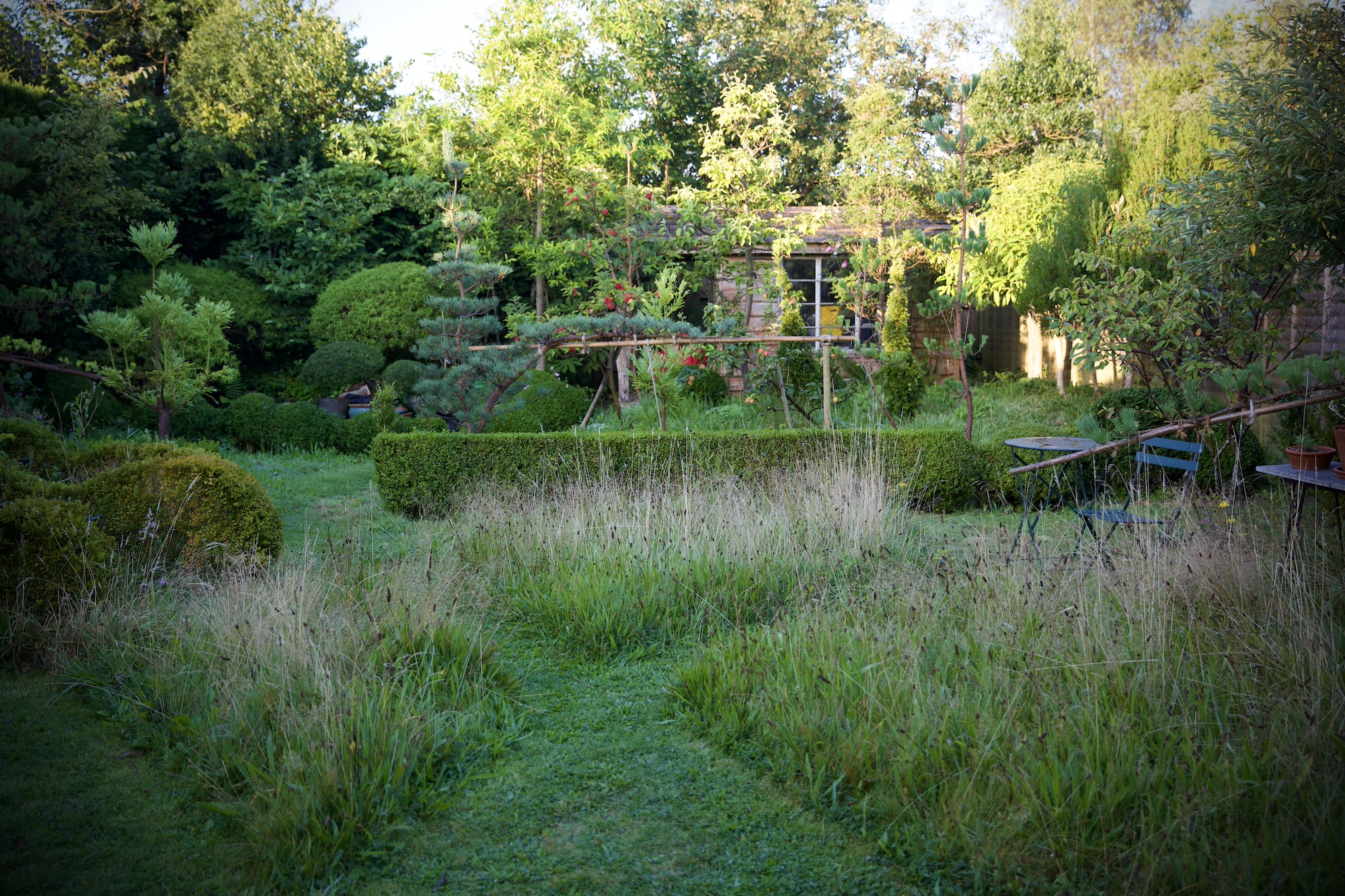 Jake Hobson's Garden: A Tour of the Niwaki Founder's Mini-Forest Backyard