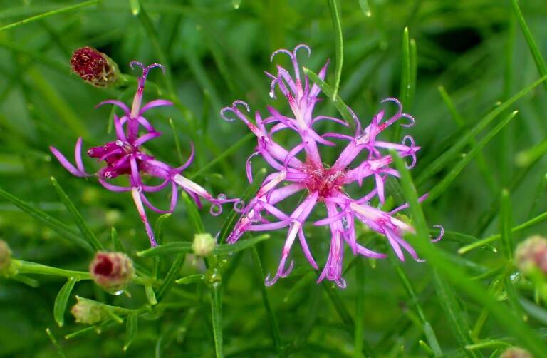 Vernonia lettermannii 'Iron Butterfly': Plant of the Year for 2026