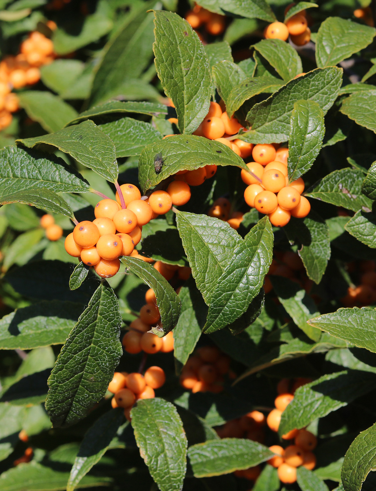 Winterberry 101: Native Berries to Brighten Winter - Gardenista
