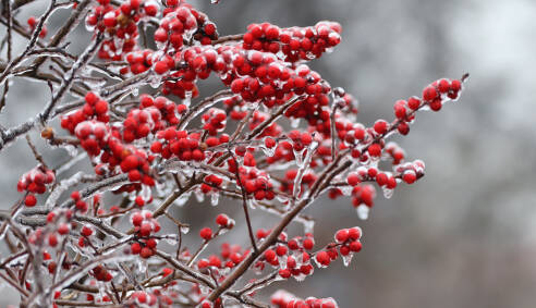 Winterberry 101: Native Berries to Brighten Winter - Gardenista