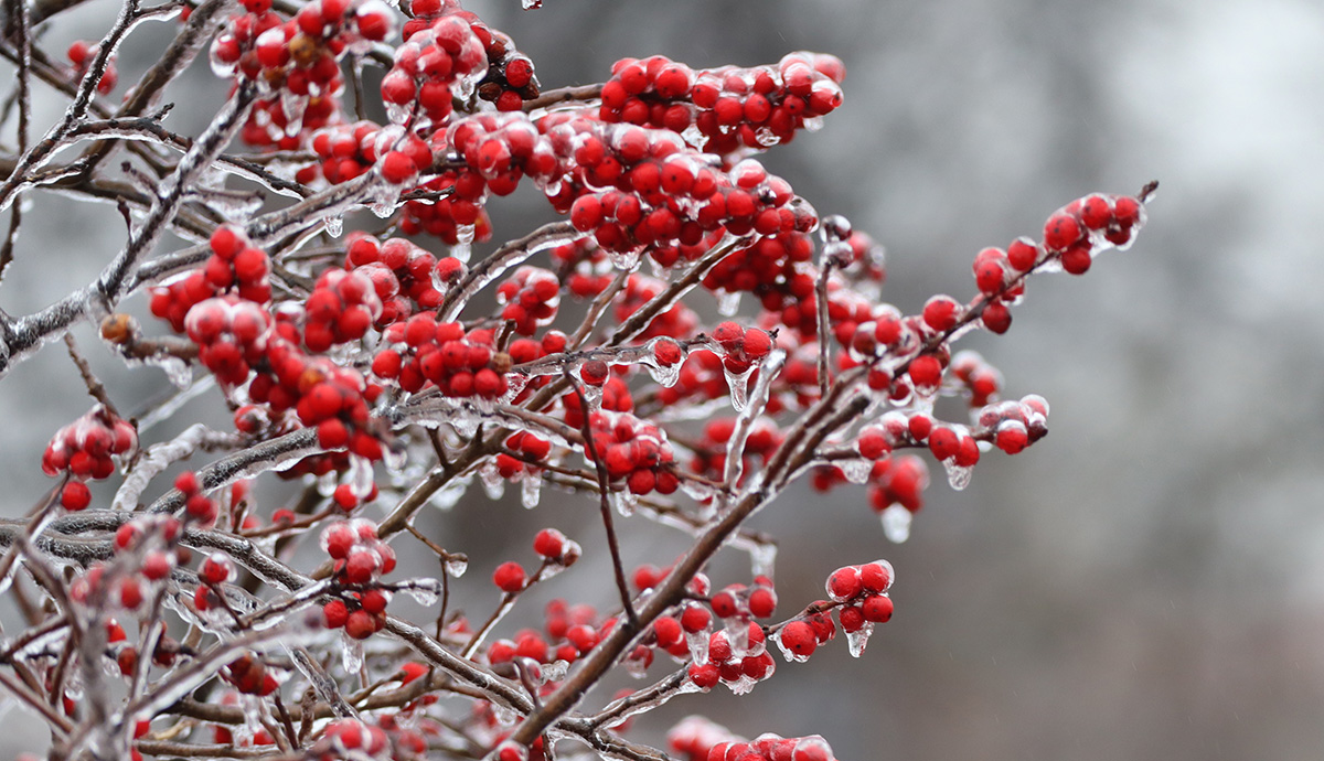 Winterberry 101: Native Berries to Brighten Winter - Gardenista