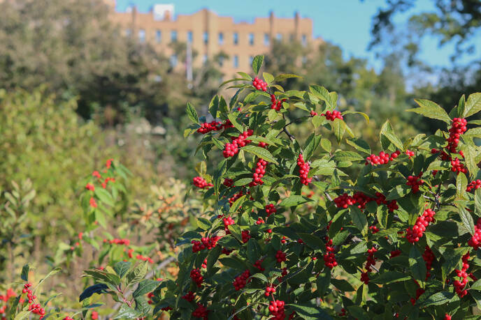 Winterberry 101: Native Berries to Brighten Winter - Gardenista