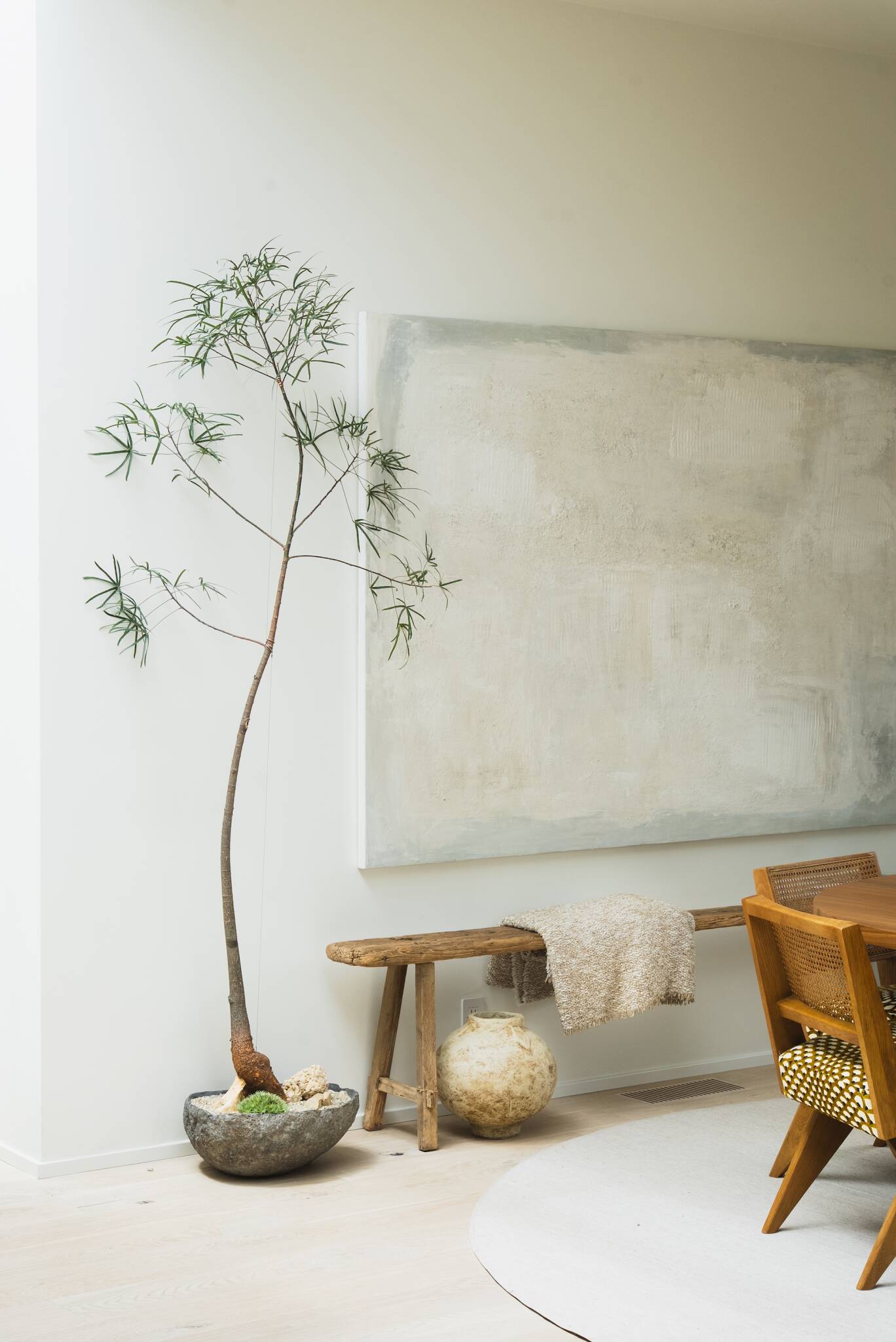 Queensland Bottle Tree: How to Care for the Houseplant With a Cult ...