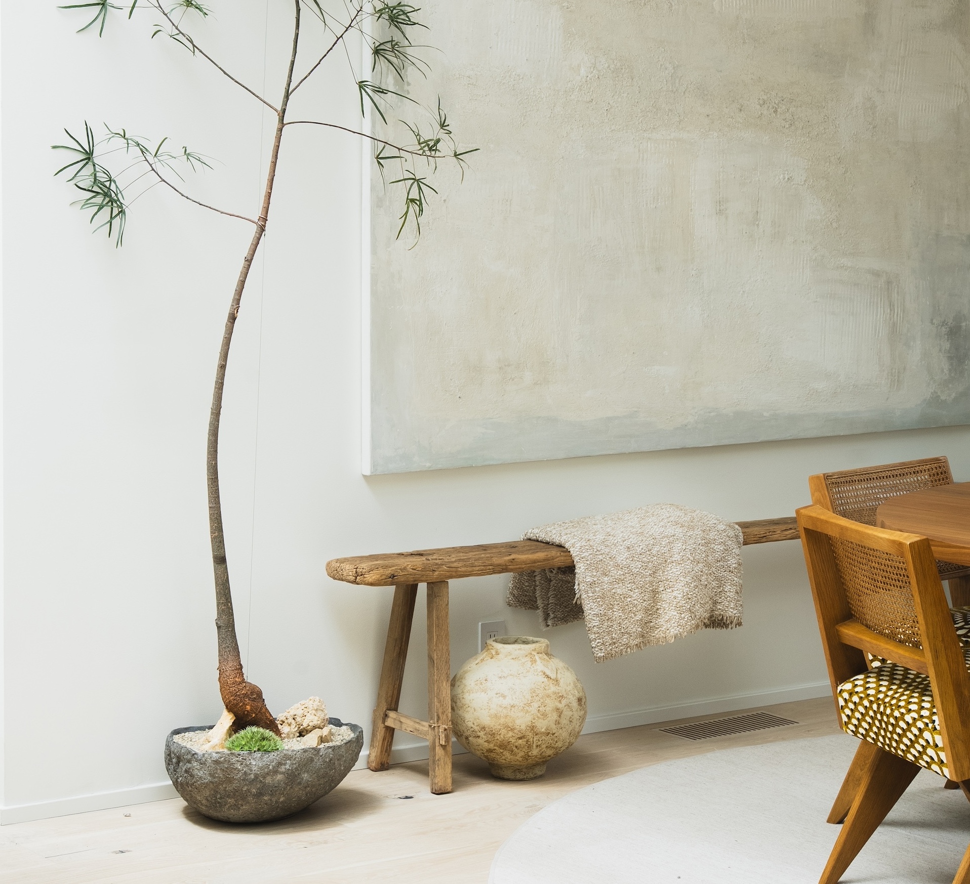 Queensland Bottle Tree: How to Care for the Houseplant With a Cult ...
