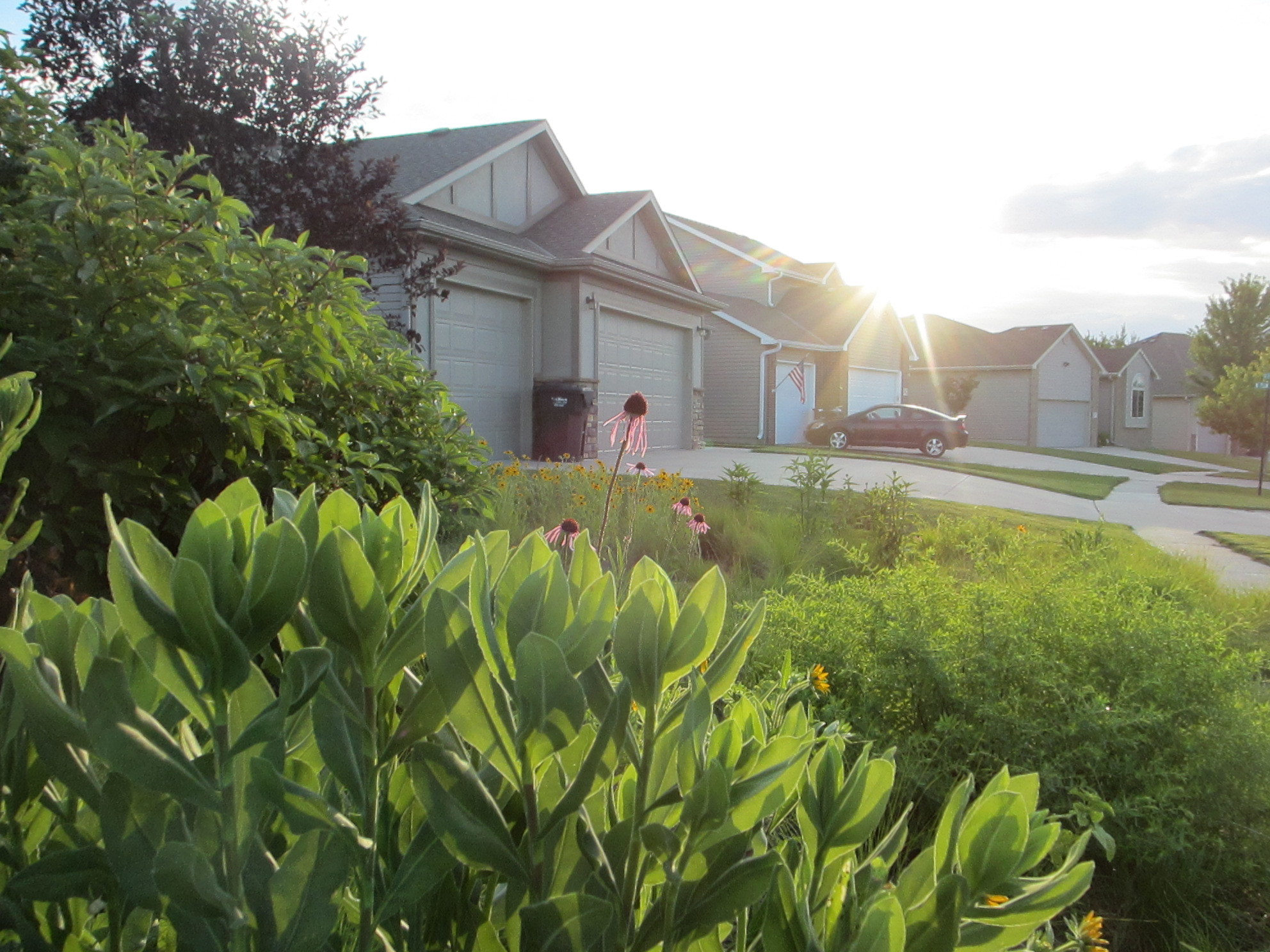 Suburban Prairie Revival - Gardenista