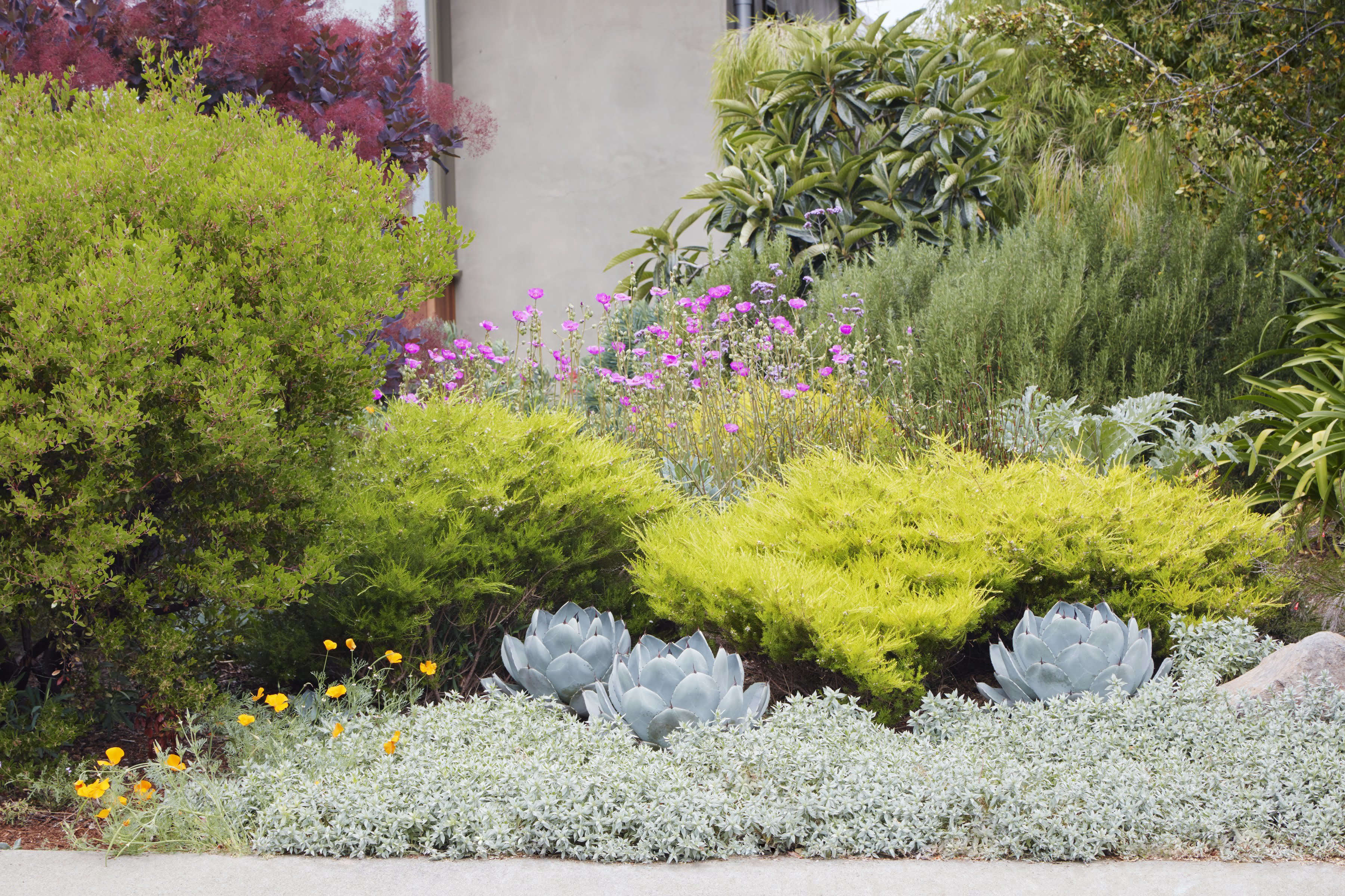 Low-Water Modern Front Yard - Gardenista