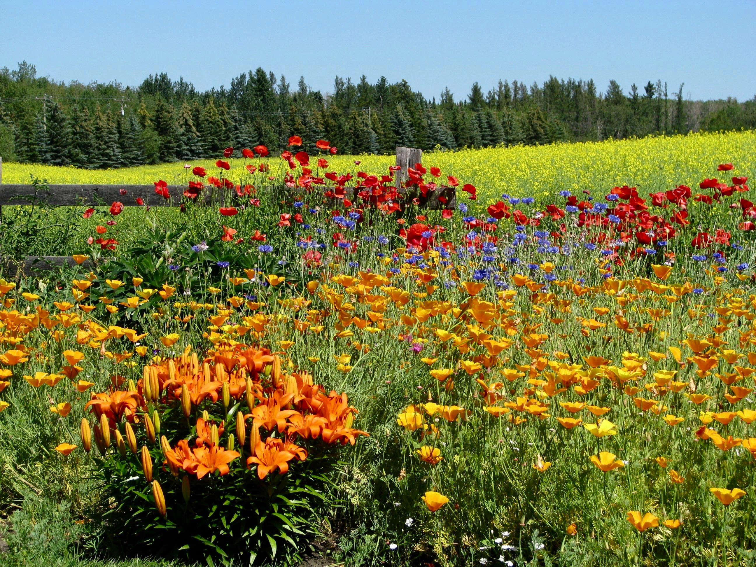 Northern farm garden - Gardenista
