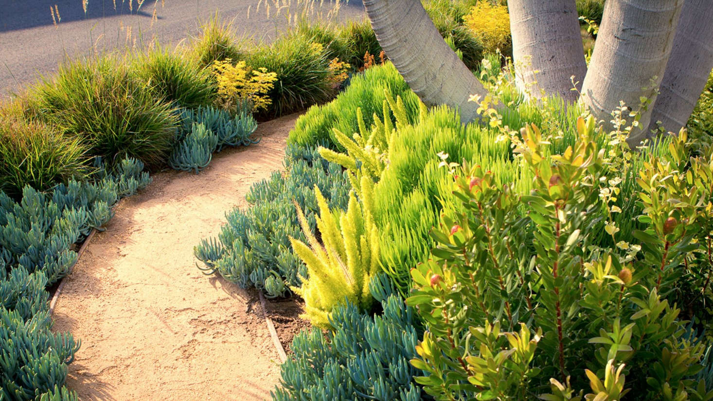 Plants for Paths: How to Use Plants to Soften the Look of Paving