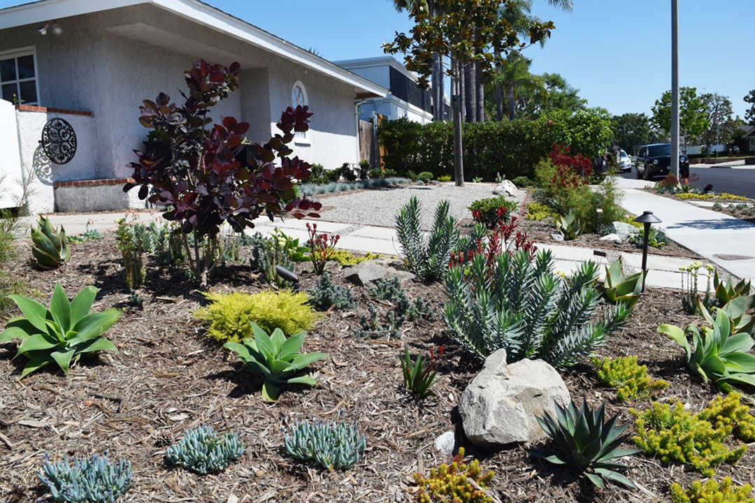 Newport Beach-Low water & Low Maintenance - Gardenista
