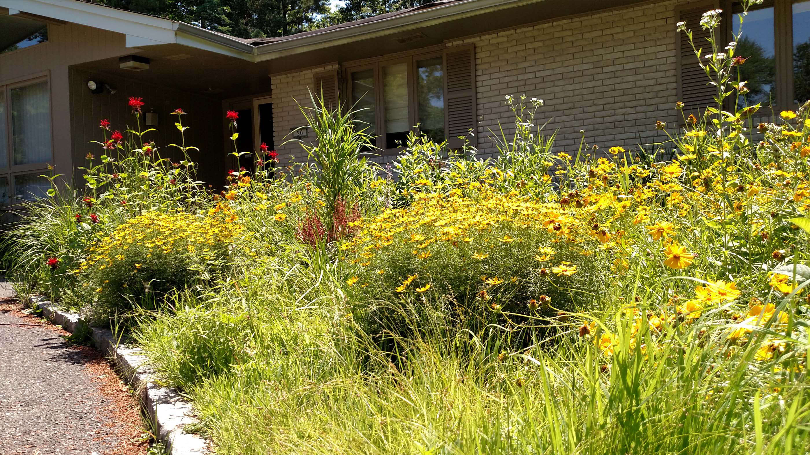 Front Yard Meadow - Gardenista