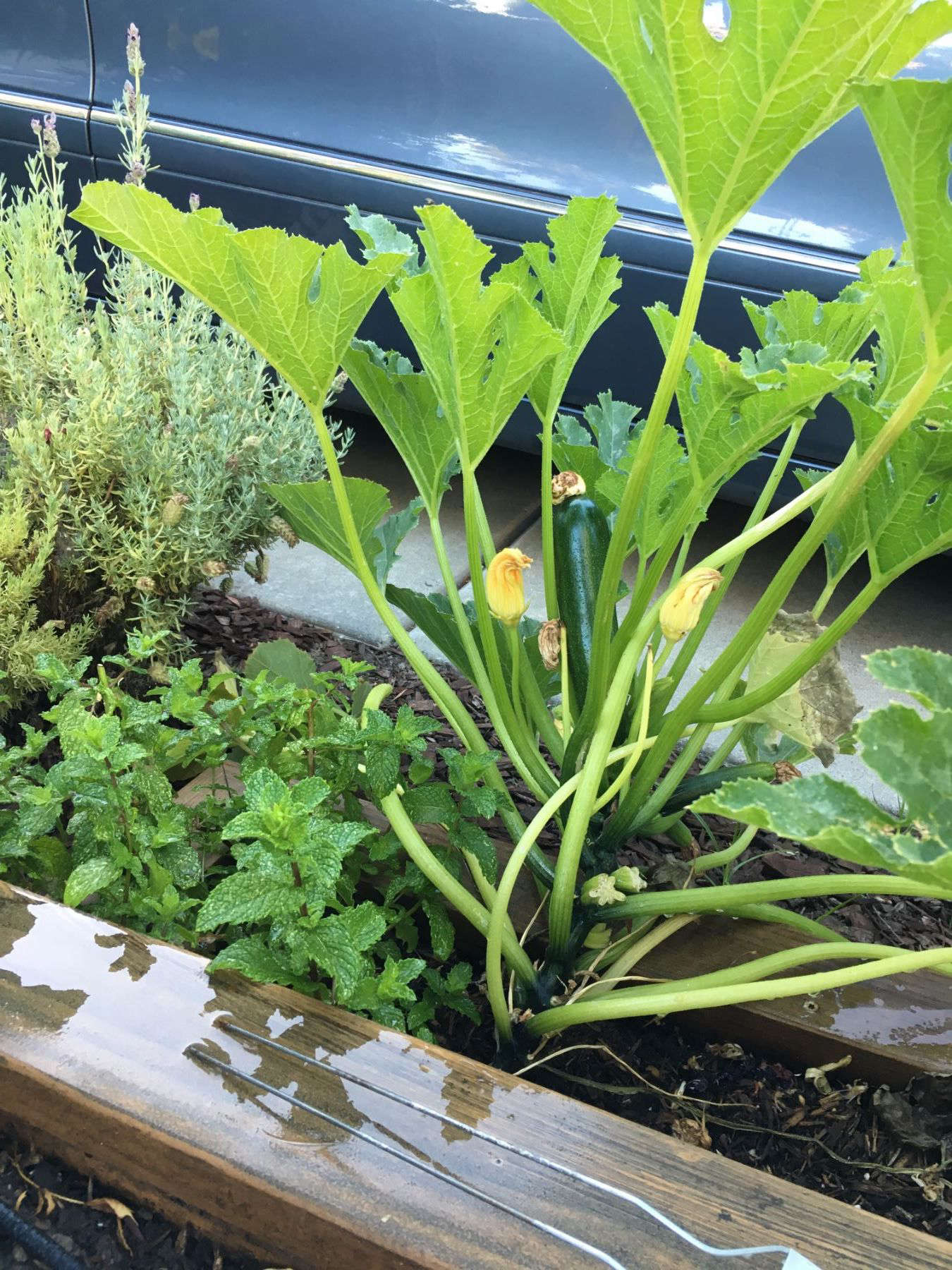 Chateau D2 Vegetable Garden - Gardenista