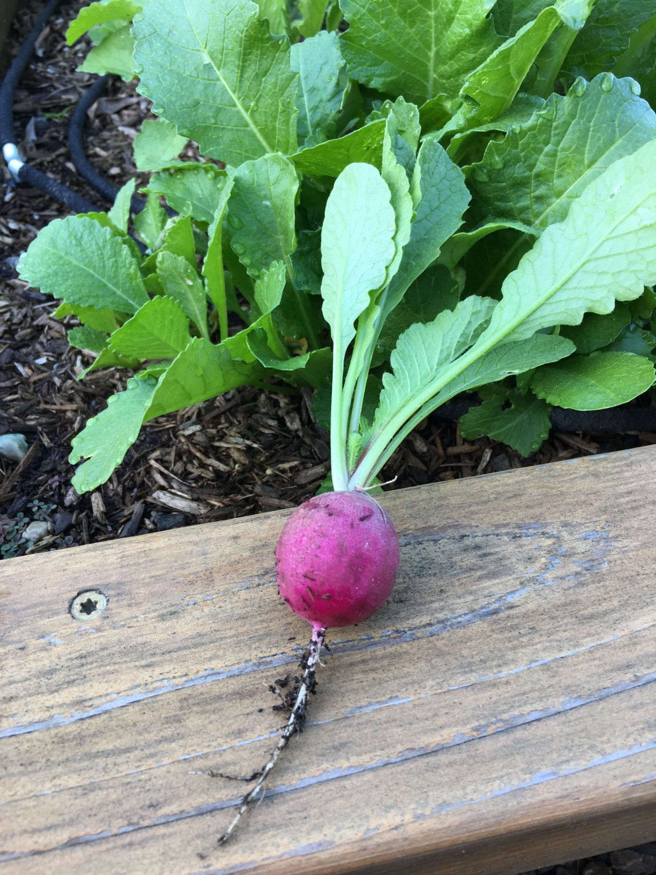 Chateau D2 Vegetable Garden - Gardenista