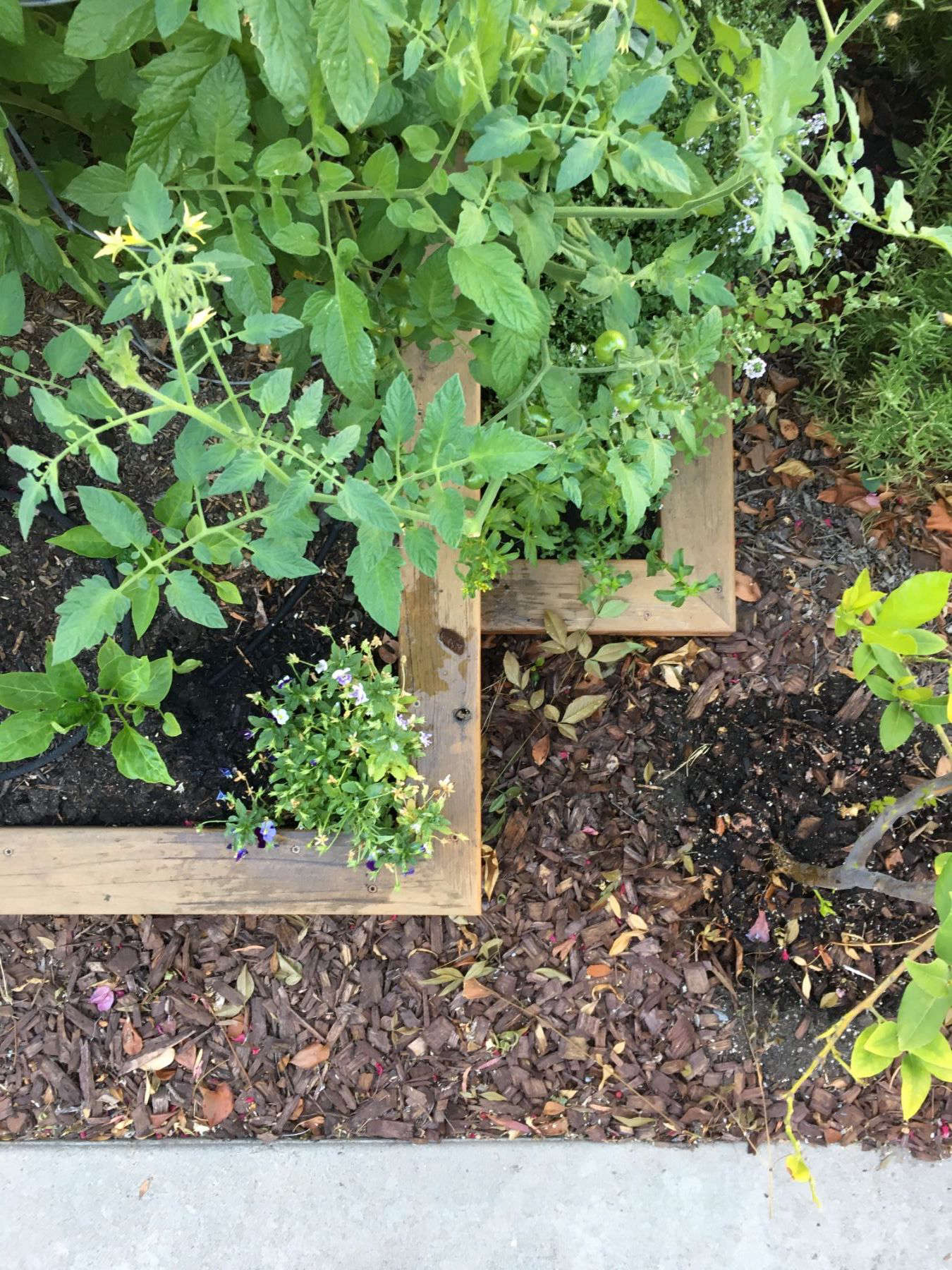 Chateau D2 Vegetable Garden - Gardenista